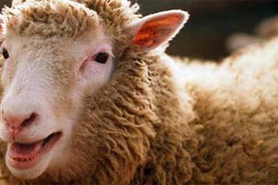 A 21 años de la oveja Dolly, el primer mamífero clonado - La Tercera