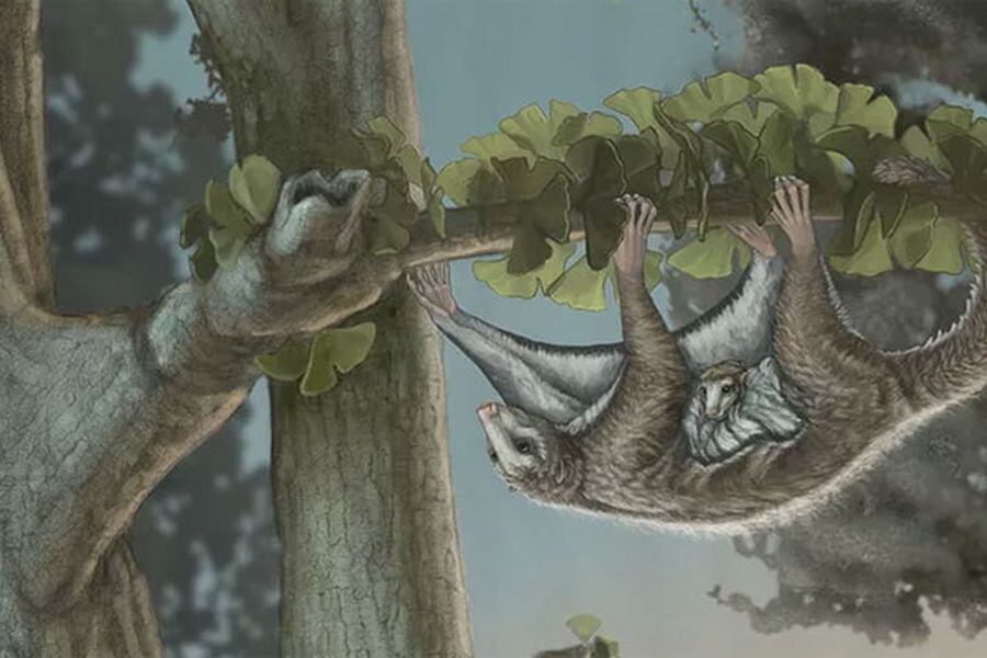 Pequeños mamíferos primitivos ya eran capaces de planear entre los ...