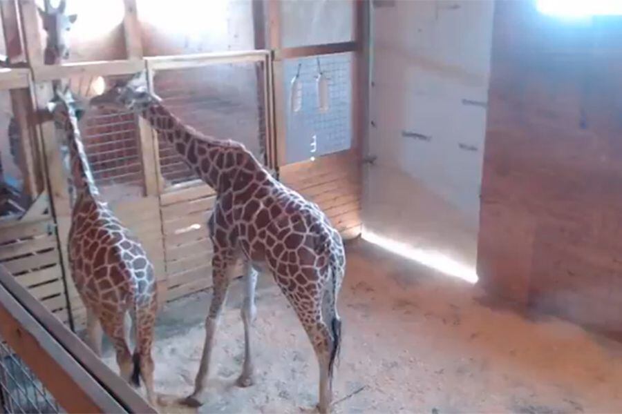 La jirafa April está embarazada nuevamente (y la puedes ver en vivo ...