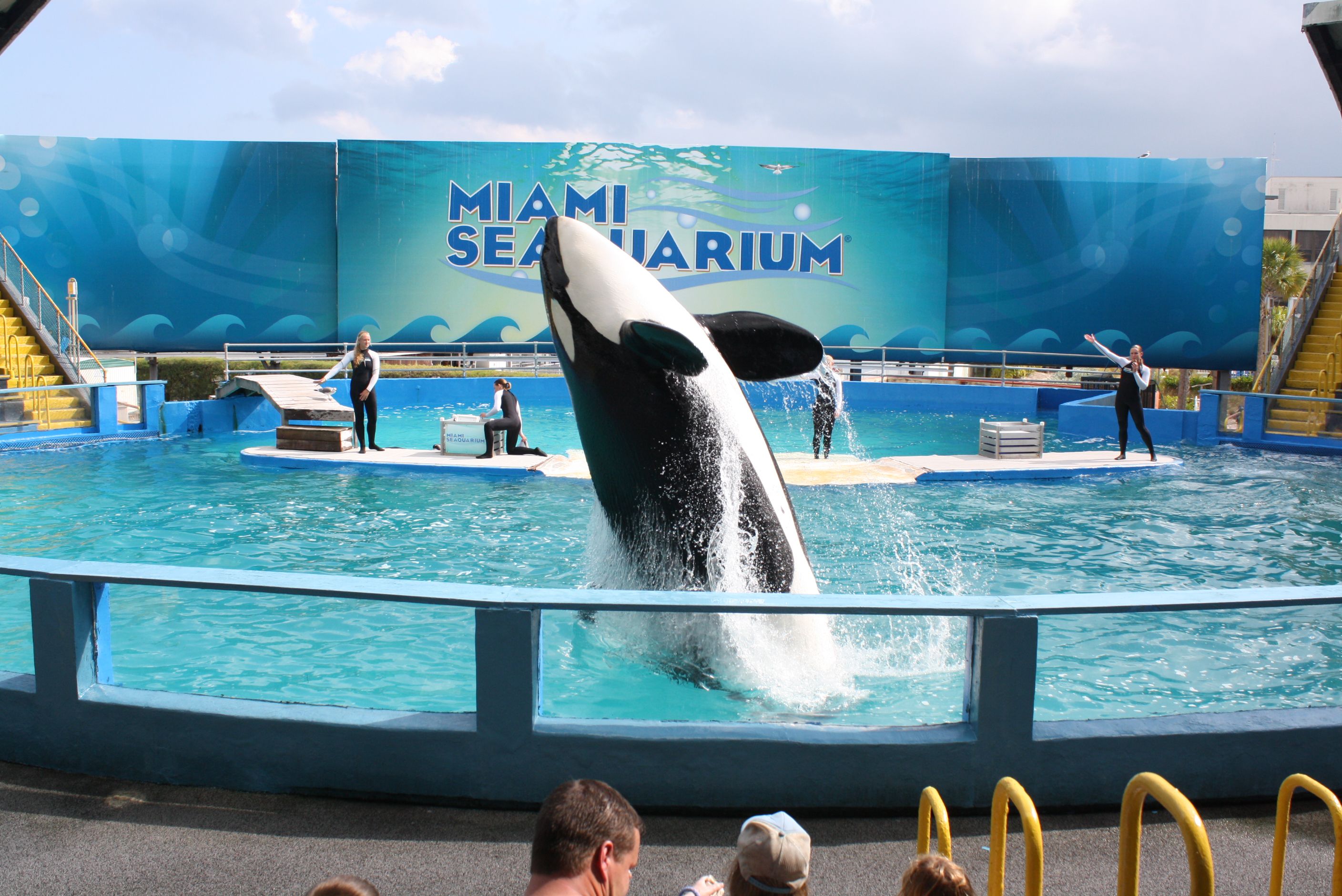 Acuario de Florida liberará una orca tras más de medio siglo en ...