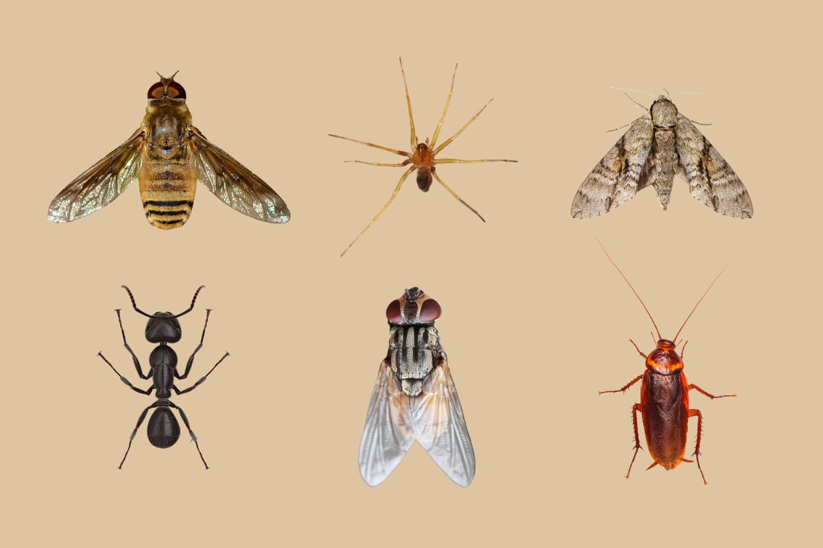 Cómo convivir sosteniblemente con los insectos - La Tercera
