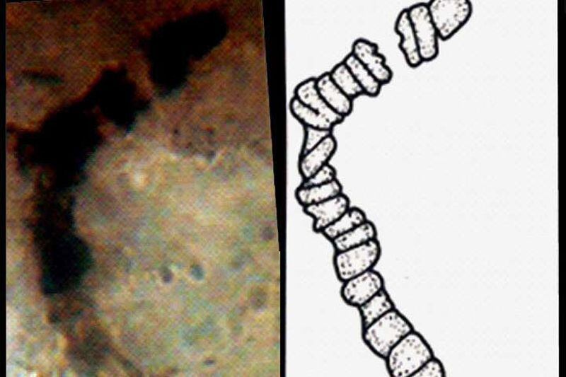 Microfósiles indican que la vida se inicio hace más de 3.500 millones ...
