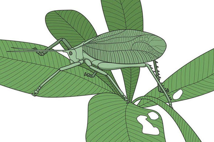 Descubren un insecto en forma de hoja que vivió hace 270 millones de ...
