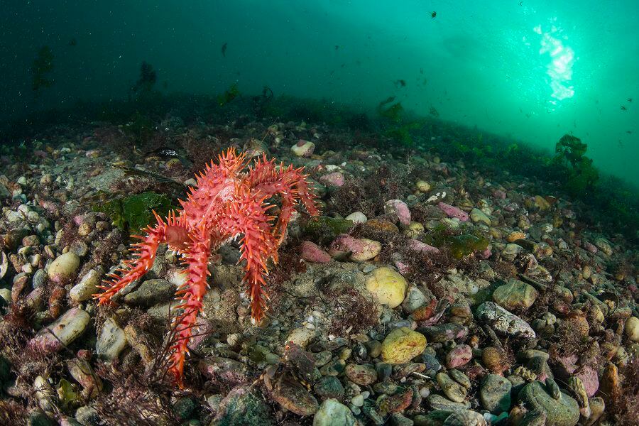 El biólogo marino que explica los misterios alrededor de la centolla ...