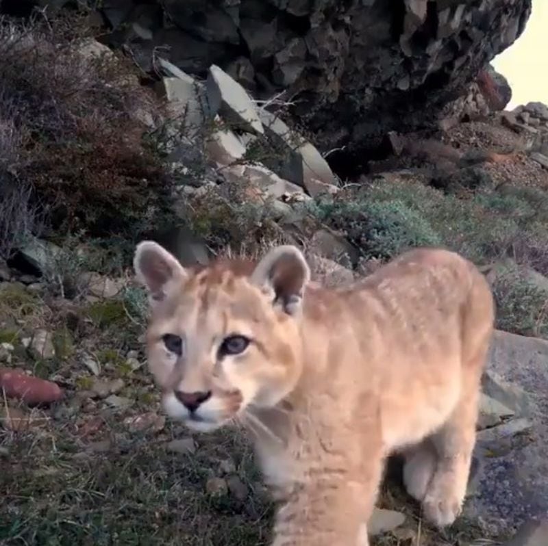 Que Confidencial cuatro veces puma concolor velocidad batería ...