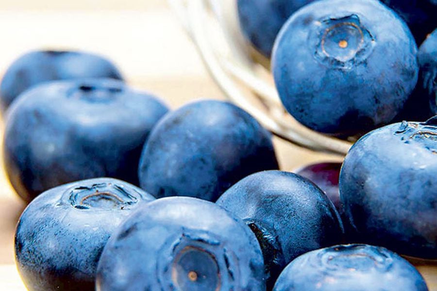 Los detalles de la jugada maestra de Hortifrut - La Tercera