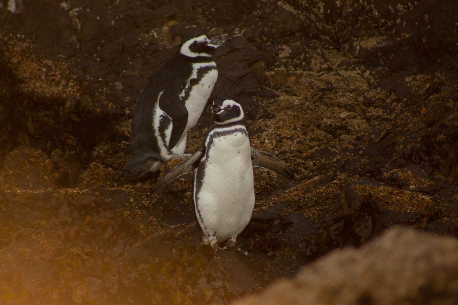 Los pingüinos chilotes de Puñihuil - La Tercera