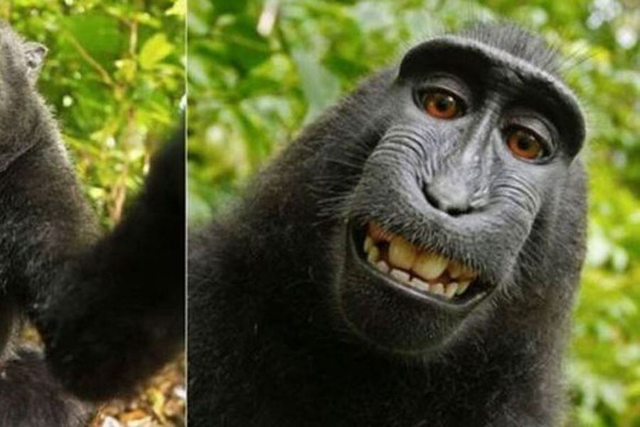 Nombran "personalidad del año" al mono que se tomó una selfie - La Tercera