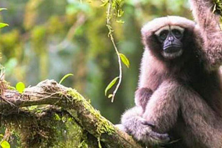 Conoce a Skywalker, la nueva especie de primate descubierta en China ...