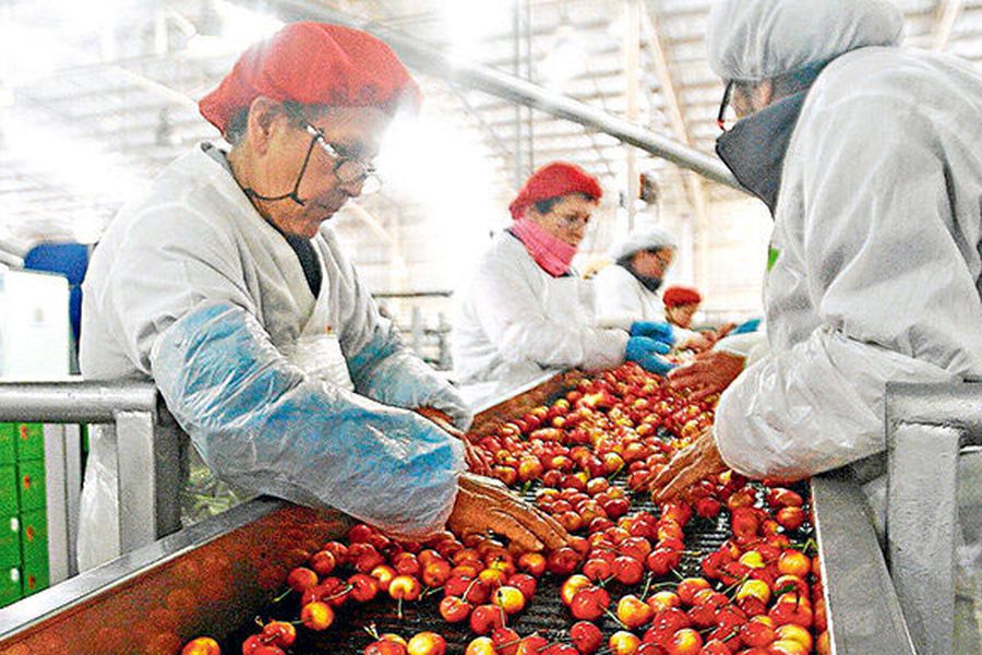 Exportación de frutas cerró la temporada con incremento de 4,3% - La ...