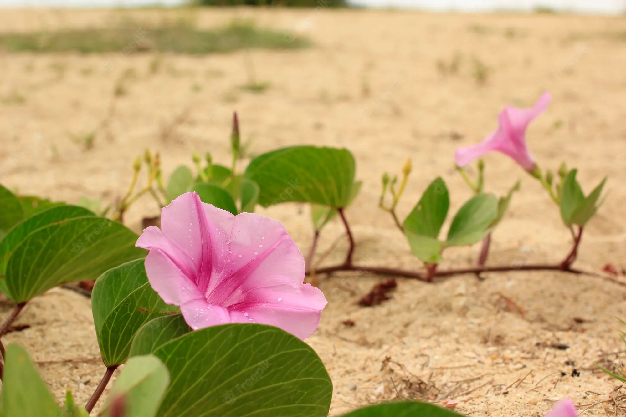 Paula de Solminihac, artista: “El arte público es la interacción entre ...