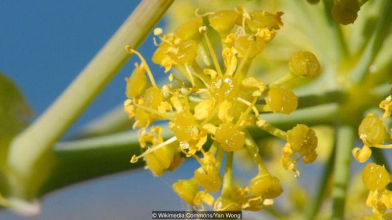 Silfio: el enigma de la planta "milagrosa" que sedujo a griegos y ...