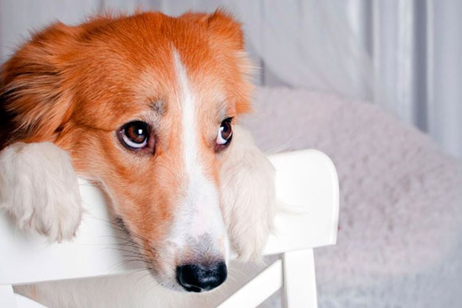 La mirada de "culpa" de los perros cuando te desobedecen es en realidad ...