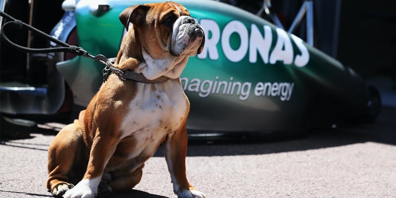 Roscoe, el perro de Hamilton que gana $ 500 mil al día - La Tercera