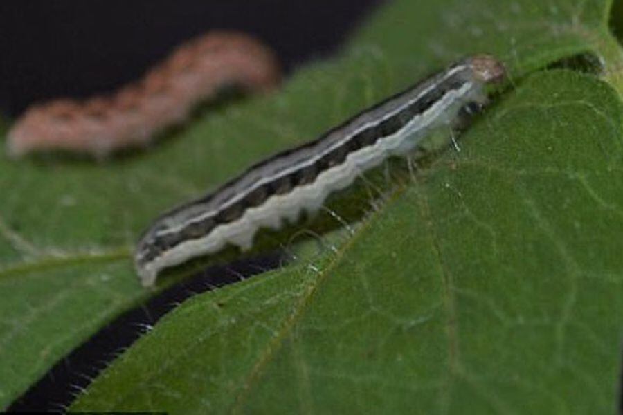 Descubren plantas que convierten a insectos herbívoros en caníbales ...