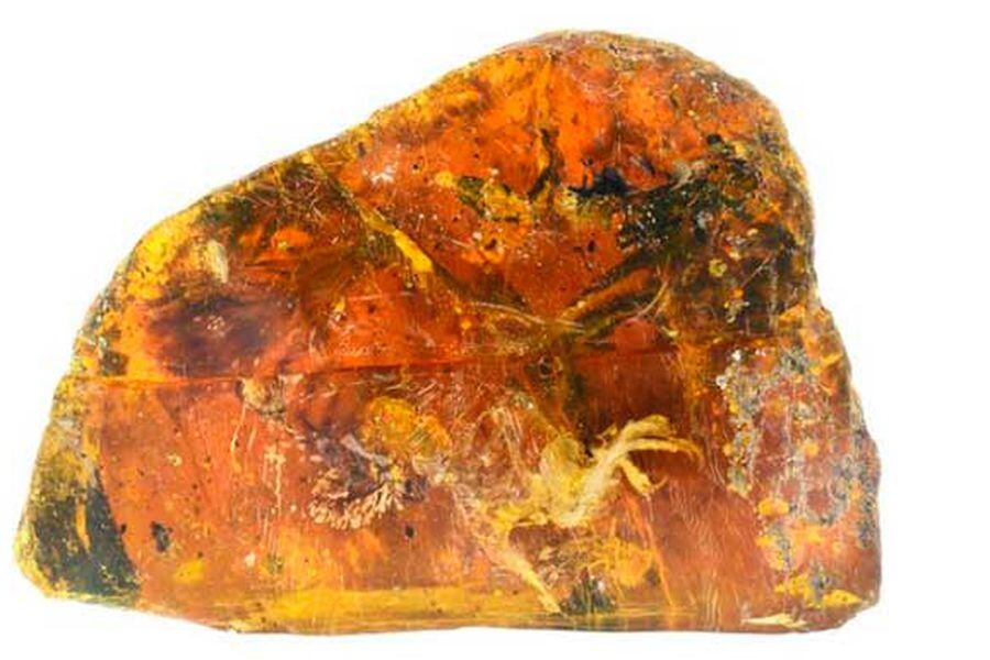 Como en Jurassic Park: Encuentran pájaro prehistórico atrapado en ámbar ...