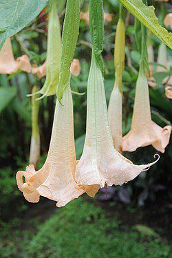 Burundanga: ¿Existe una droga que con solo tocarte te haga perder la ...