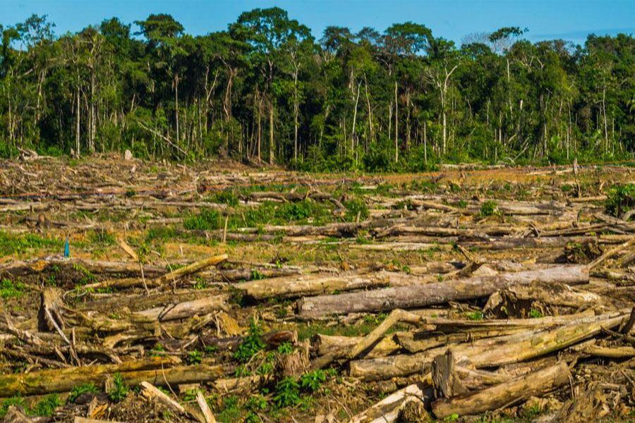 Biólogos advierten que la deforestación del Amazonas se acerca a un ...