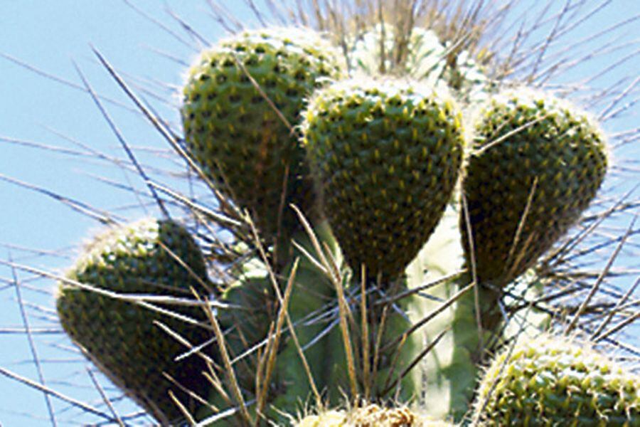 Chañar y copao, frutos que podrían prevenir la diabetes - La Tercera