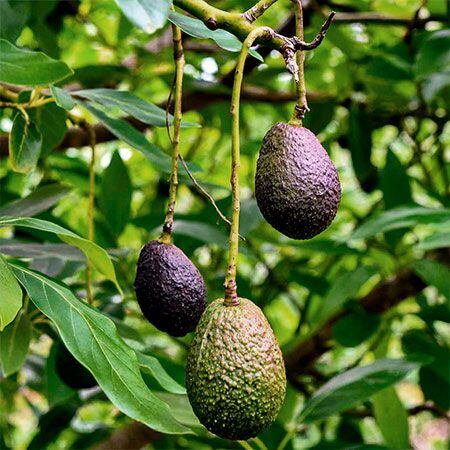 Palta Hass: la historia detrás del tesoro de los chilenos - La Tercera