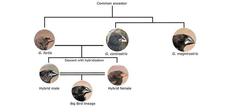 Estudio revela que una nueva especie se puede desarrollar en solo 2 ...