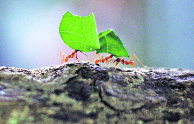 El último rincón del ecoturismo en Costa Rica - La Tercera