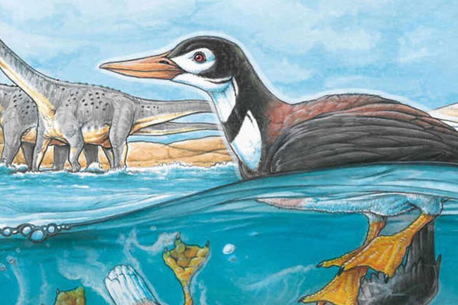 Descubren ave antártica de 70 millones de años emitía sonidos y se ...
