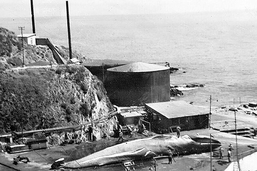 Los últimos recuerdos de la ex ballenera de Quintay - La Tercera