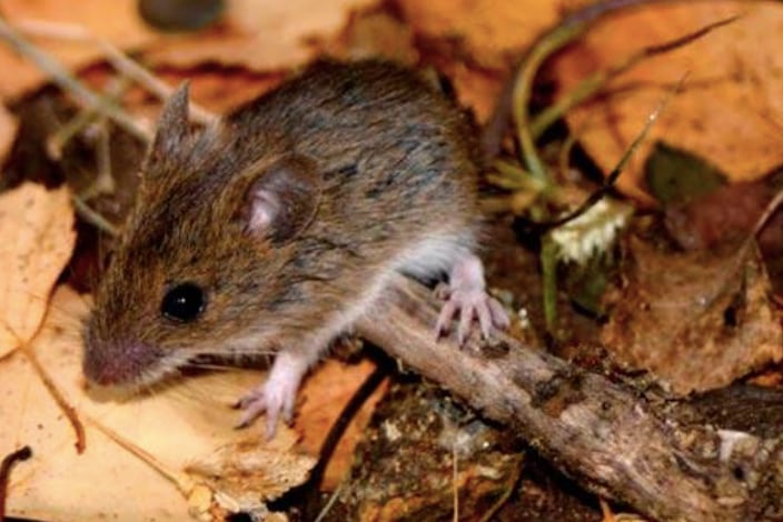 Hantavirus: cuáles son los síntomas y cómo evitarlo - La Tercera
