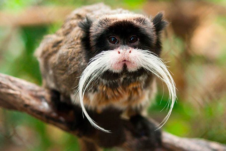 Lo arrestaron tras ser acusado de robar monos en un zoológico - La Tercera