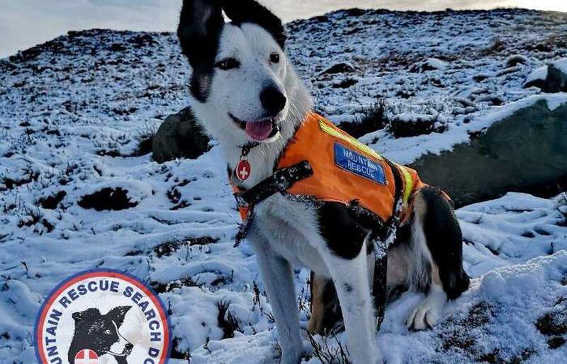 ¿Cómo es ser salvado por un perro de rescate? - La Tercera