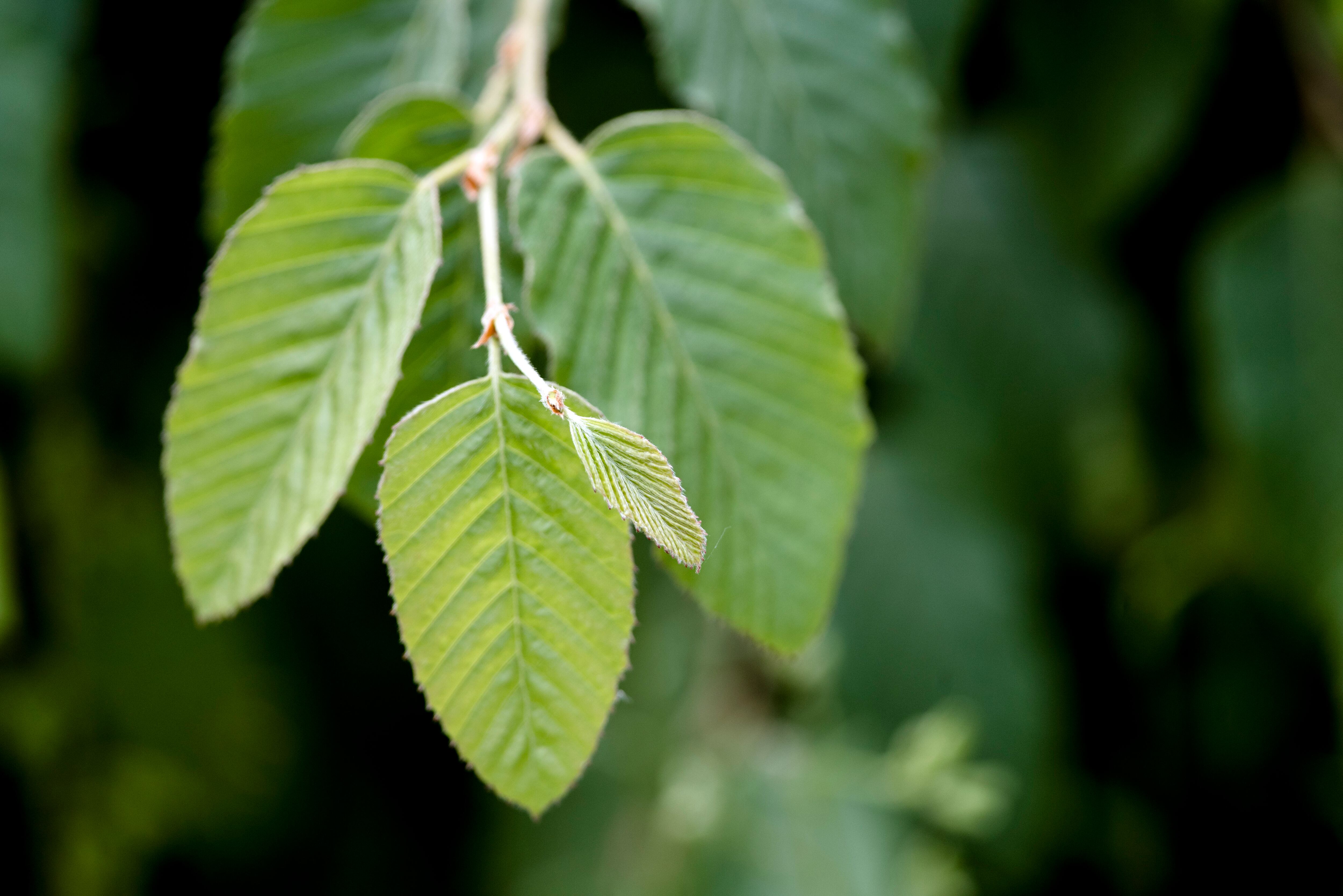 La nueva vida del ruil - La Tercera