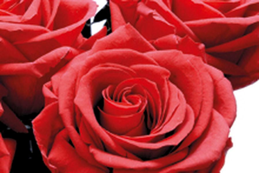 Flores siempre despiertas - La Tercera