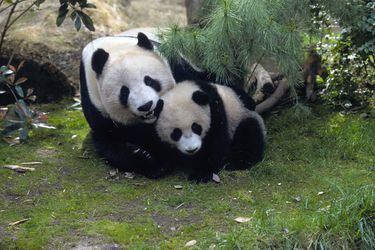 ¿Por qué los pandas son blanco y negro? - La Tercera