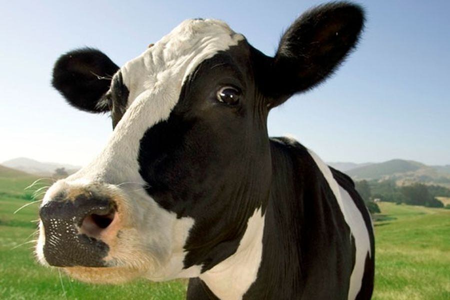 Las vacas felices dan más leche, según los expertos - La Tercera