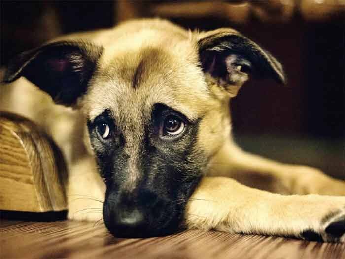 Guía para entender el lenguaje de tu perro (y el de otros) - La Tercera