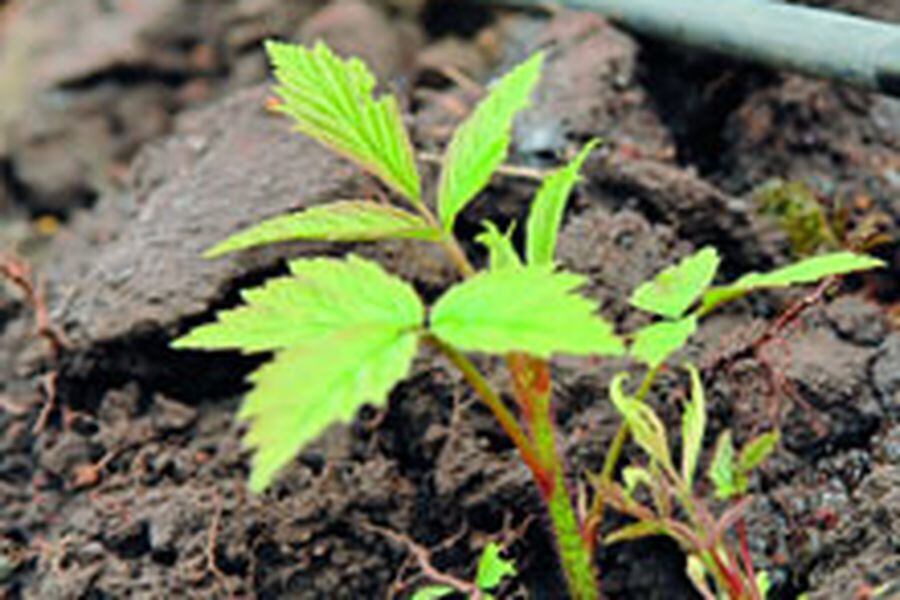 Tendencia: La vida en verde - La Tercera