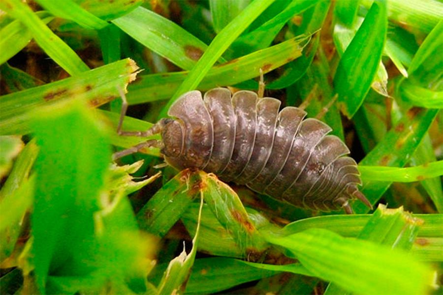 Estudiantes chilenos podrán secuenciar genéticamente por primera vez al ...