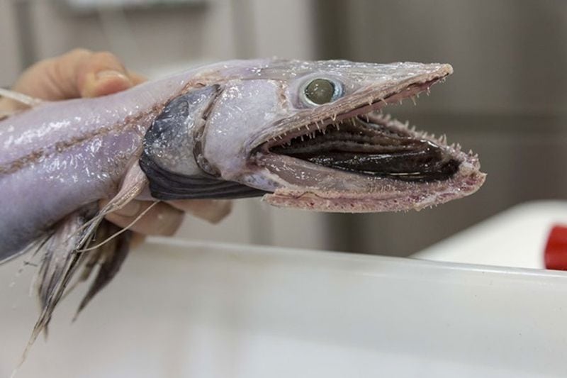 Expedición científica recolecta peces sin rostro de profundidades del ...