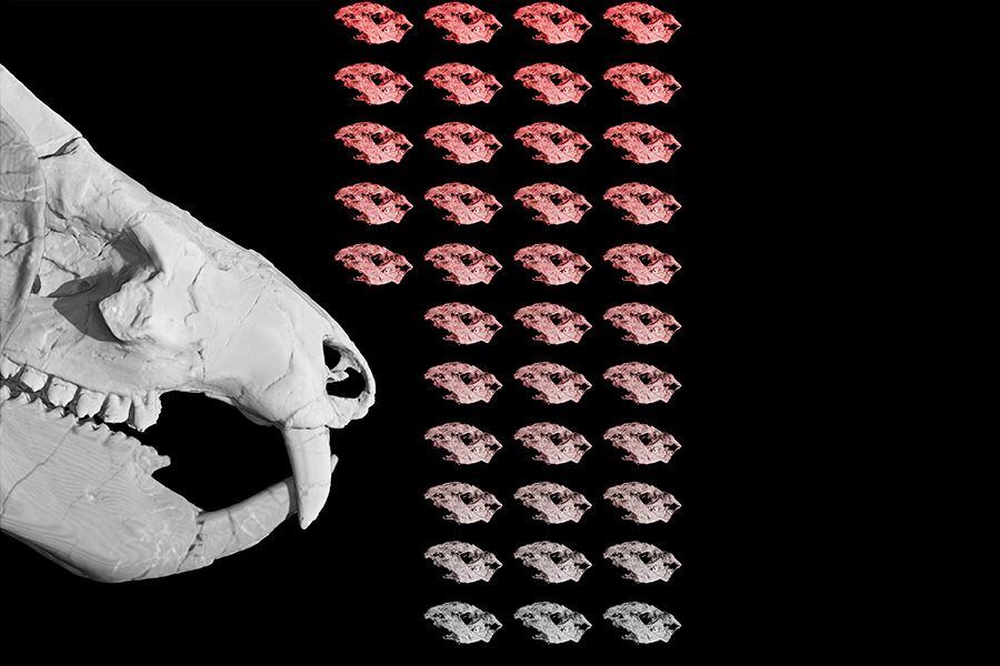 Científicos descubren fósiles de un mamífero del período Jurásico con ...