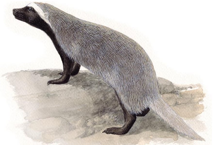 Día de la Tierra: Conoce las principales especies nativas chilenas de ...