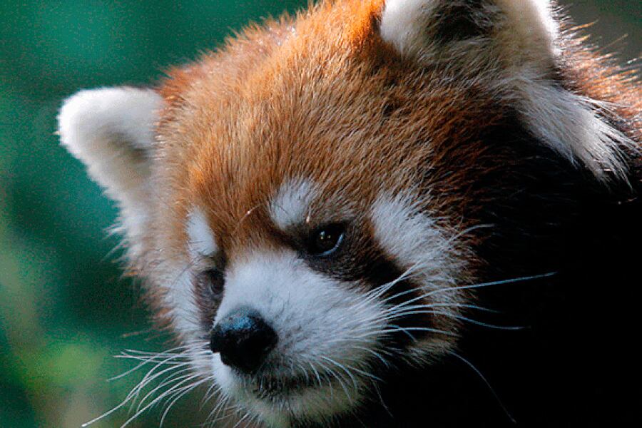 Encuentran a panda rojo que escapó del Zoológico Metropolitano - La Tercera