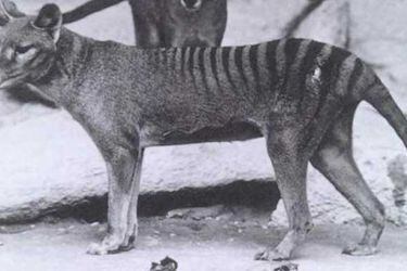 Etiqueta: TILACINO - La Tercera