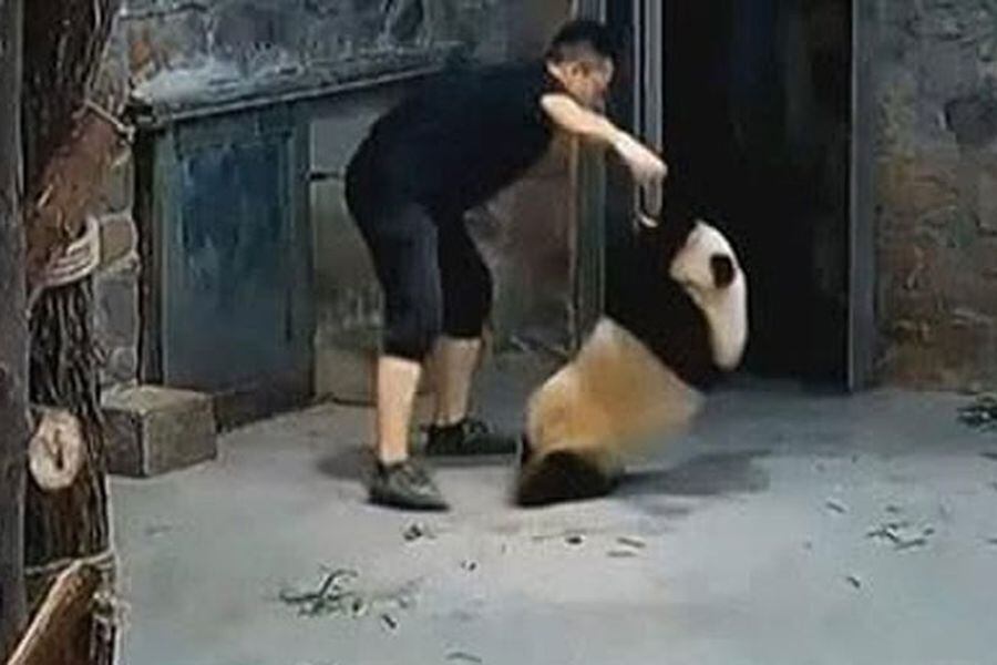 Polémica por video con presuntos maltratos a pandas en un zoo de China ...
