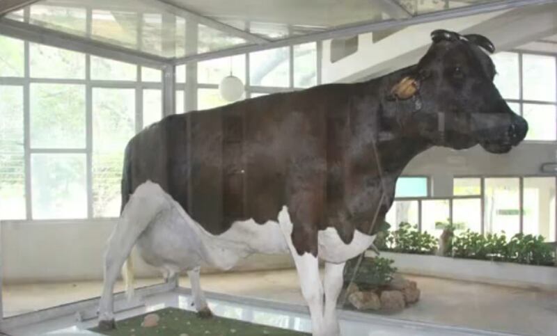 La historia de la vaca que Fidel Castro quería clonar - La Tercera