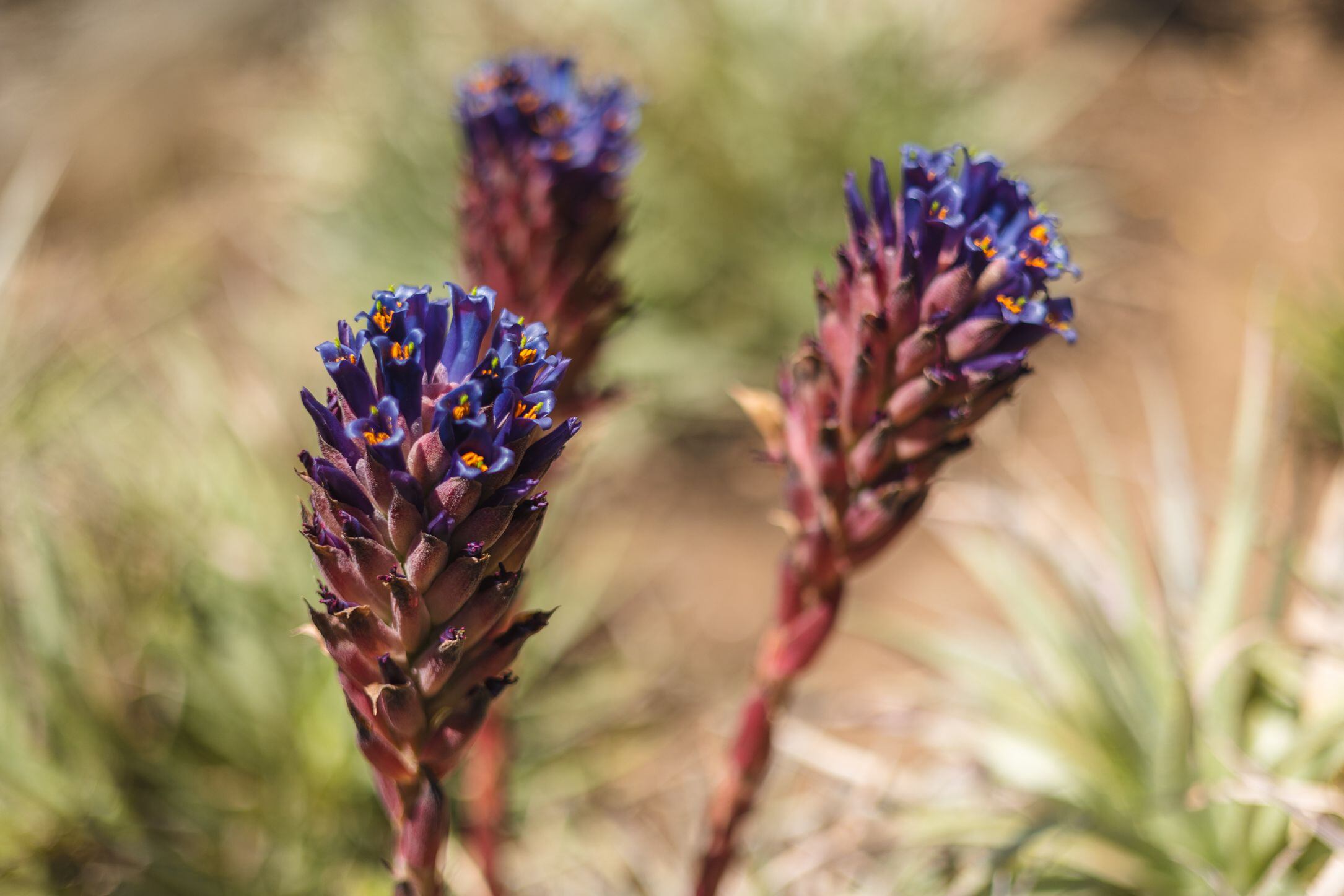 Puya chilensis: descubren esperanzadora floración de especie que puede ...