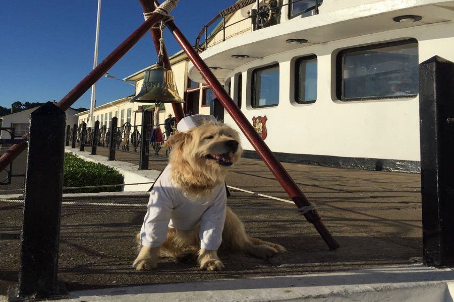 Valentina Gan, Calamar y Thor: los "marineros" perrunos con los que ...