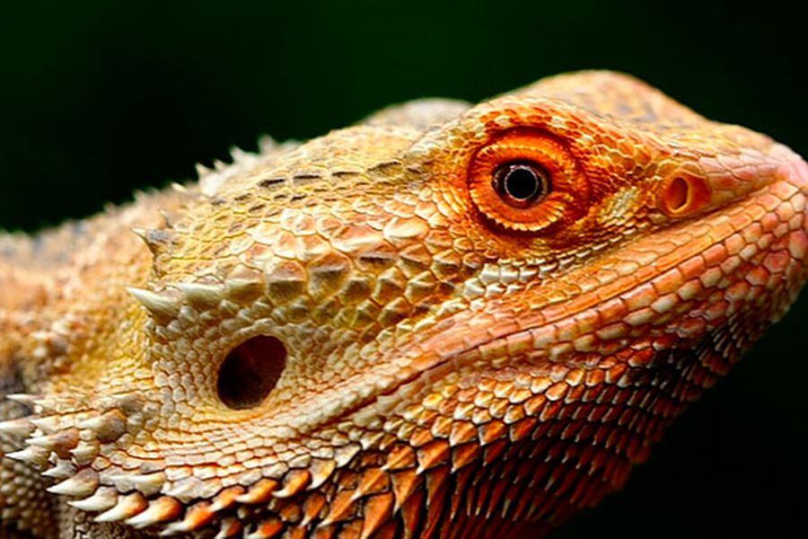 Dragones Barbudos Y Perros Pueden Ser Amigos