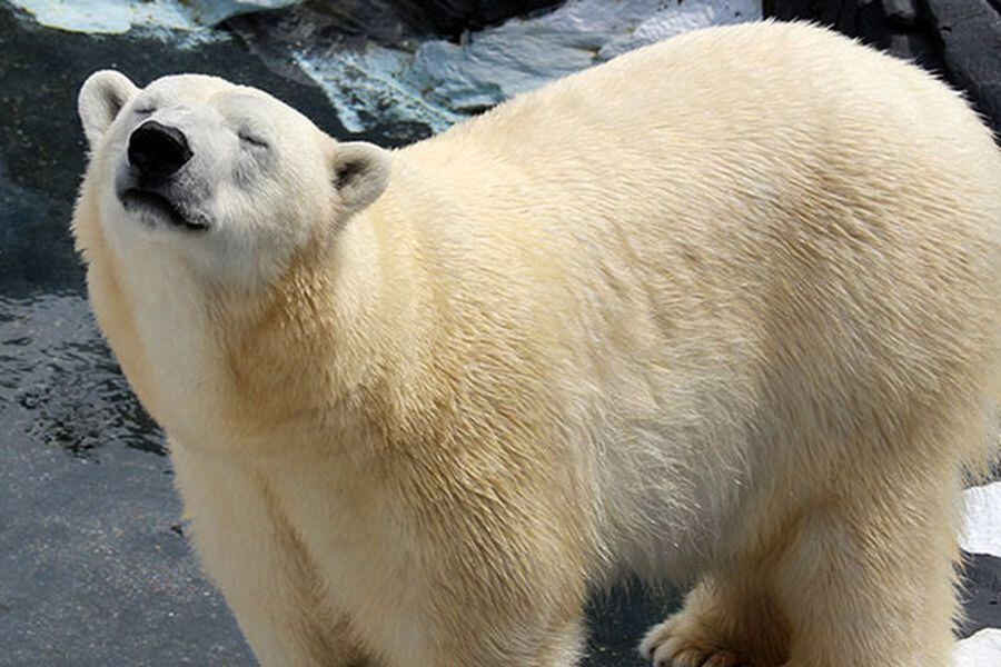La historia de la osa polar que murió en un zoológico luego de una ...