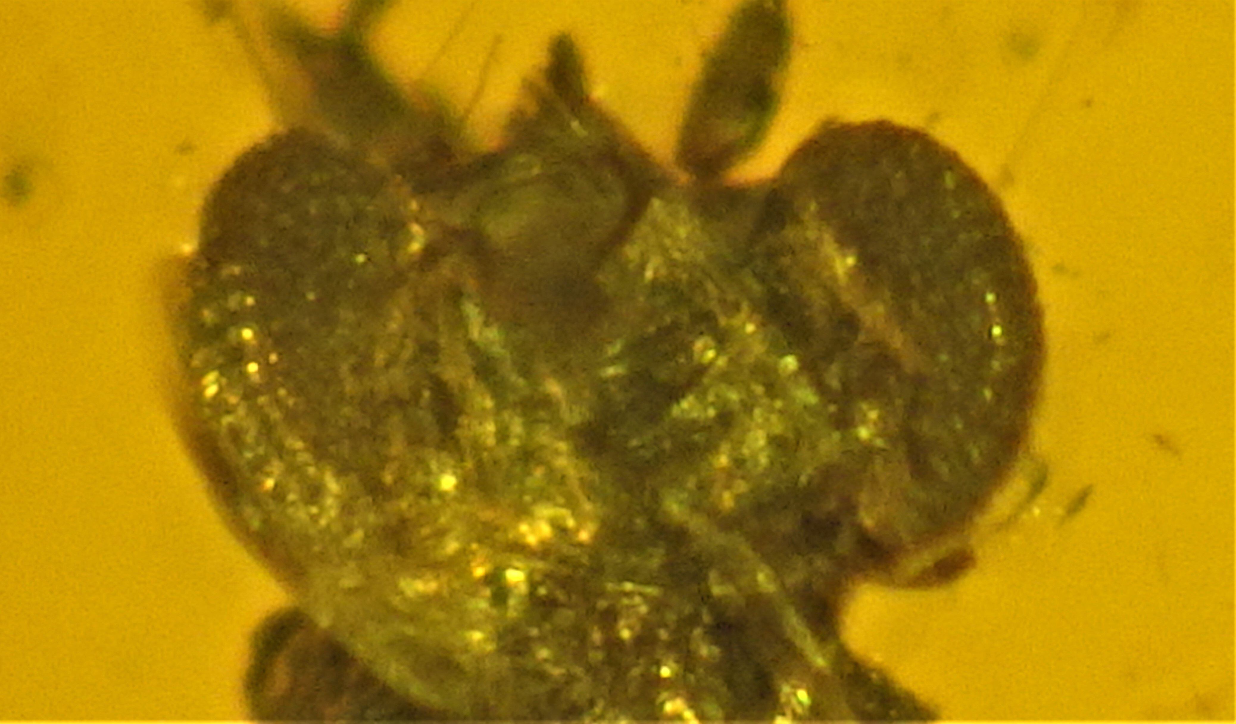 Chileno descubre un tipo de insecto que es el más antiguo del planeta ...